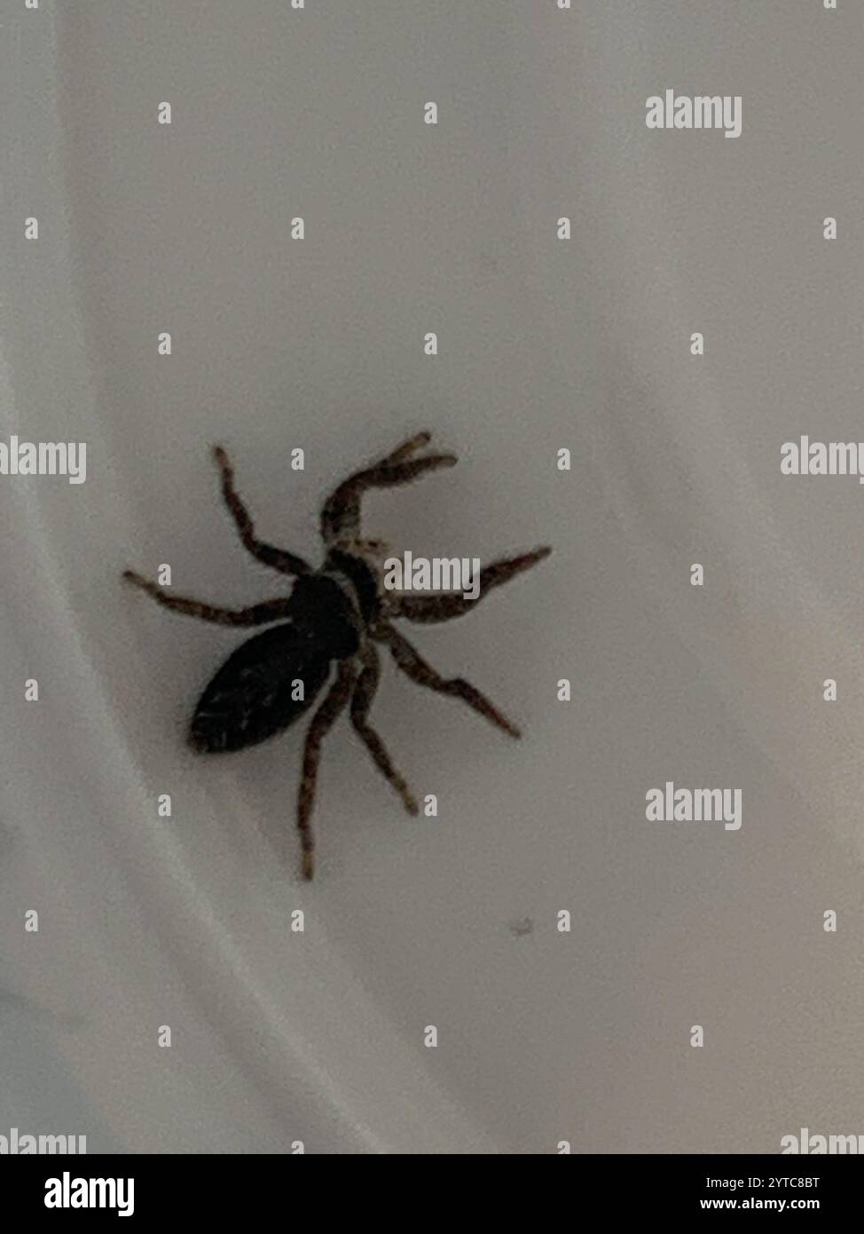 California Flattened Jumping Spider (Platycryptus californicus Stock ...