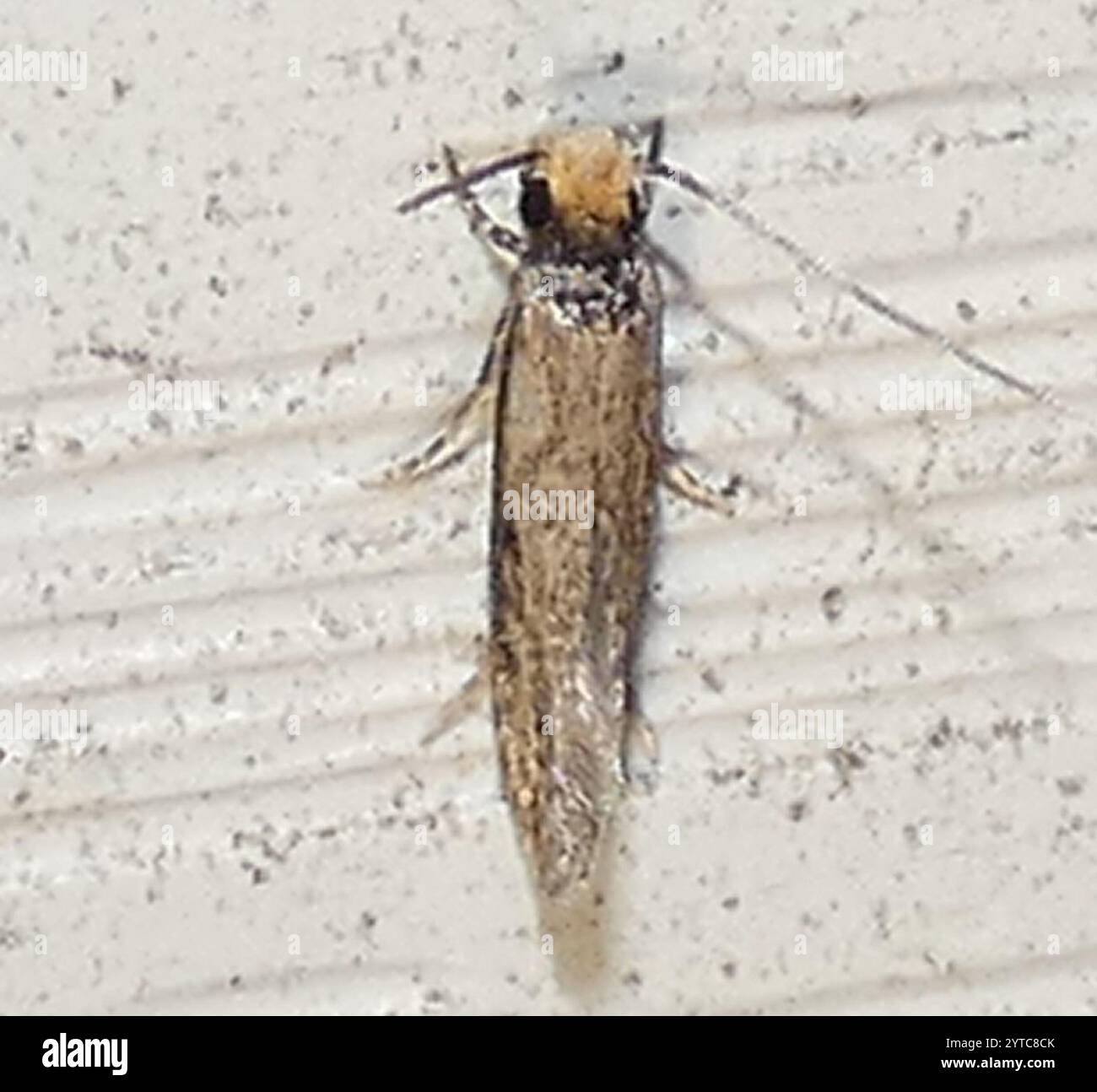 Dark-collared Tinea Moth (Tinea apicimaculella Stock Photo - Alamy
