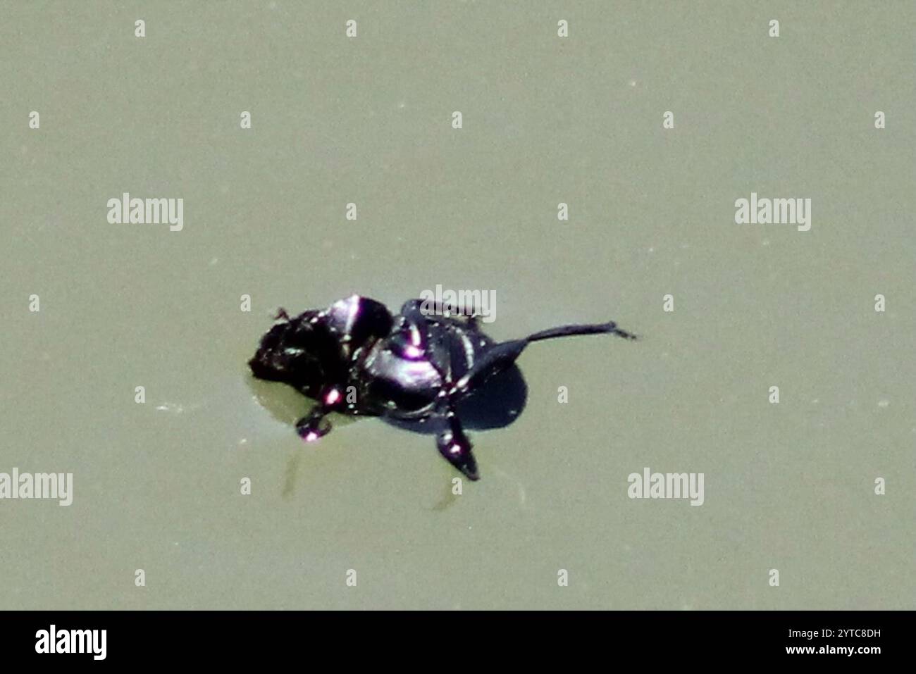Dung Rollers (Canthon Stock Photo - Alamy