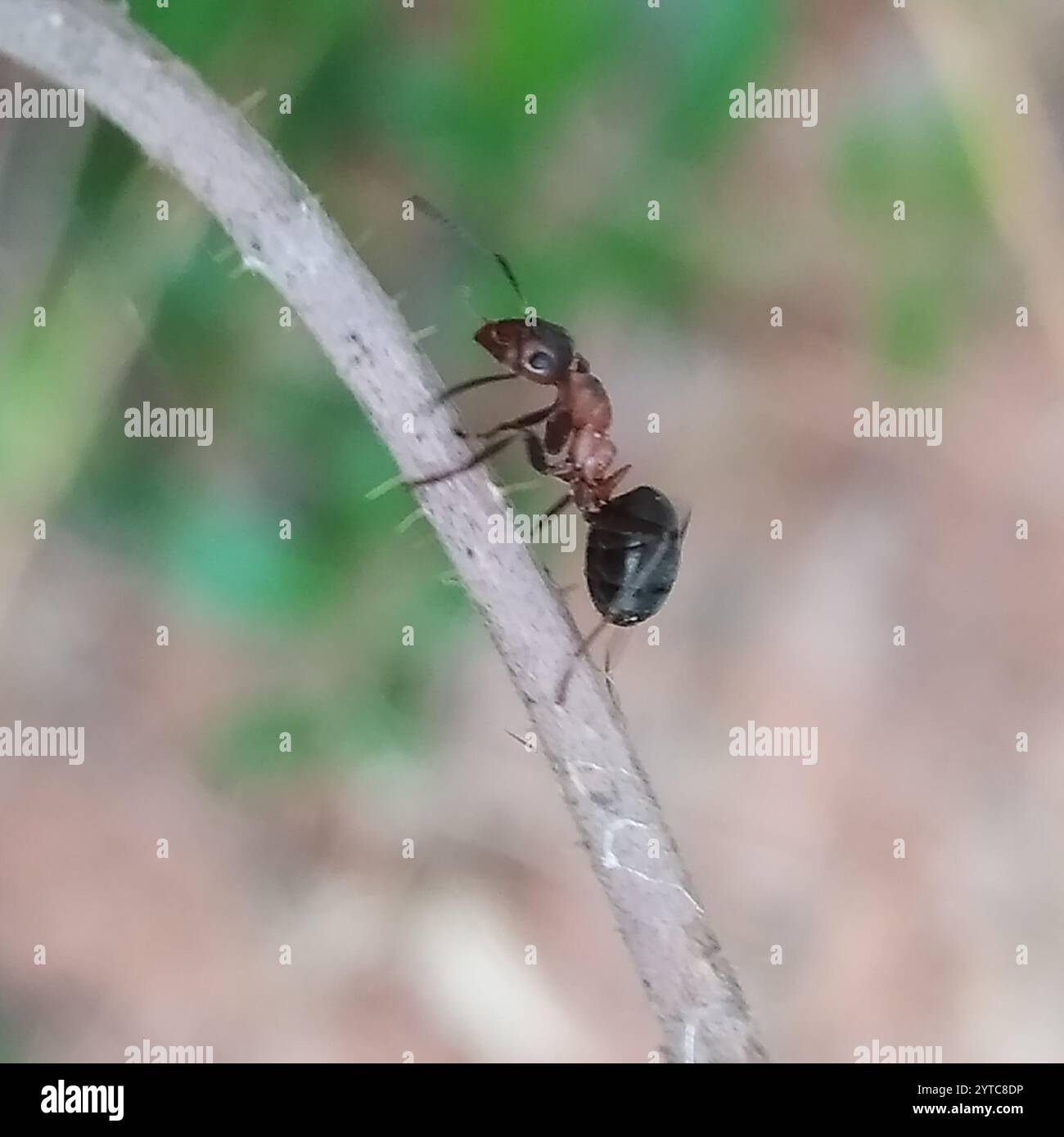 Southern Wood Ant (Formica rufa Stock Photo - Alamy