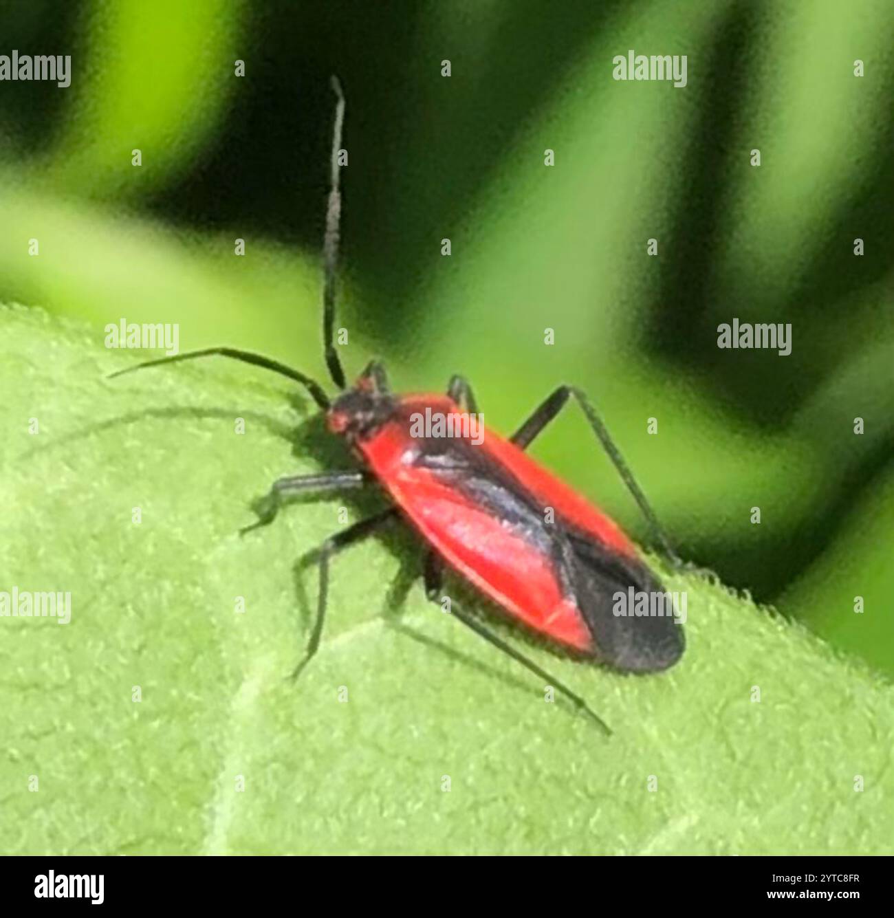 Scarlet Plant Bugs (Lopidea Stock Photo - Alamy