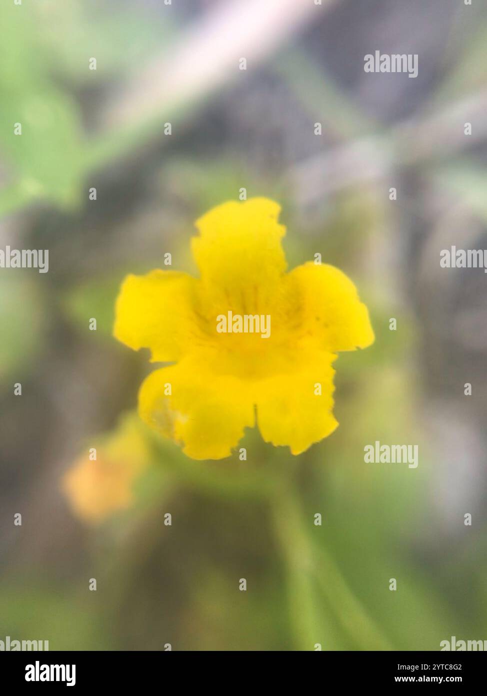 Erythranthe moschata hi-res stock photography and images - Alamy