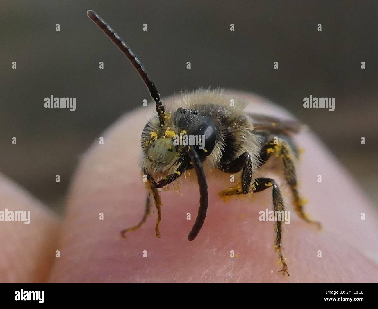 Smooth-faced Miner Bee (Andrena miserabilis Stock Photo - Alamy