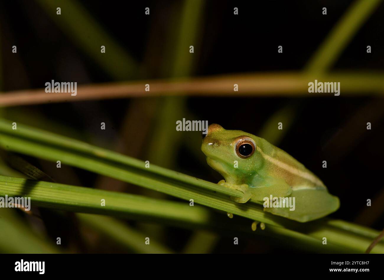 Sharp-headed Reed Frog (Hyperolius microps Stock Photo - Alamy