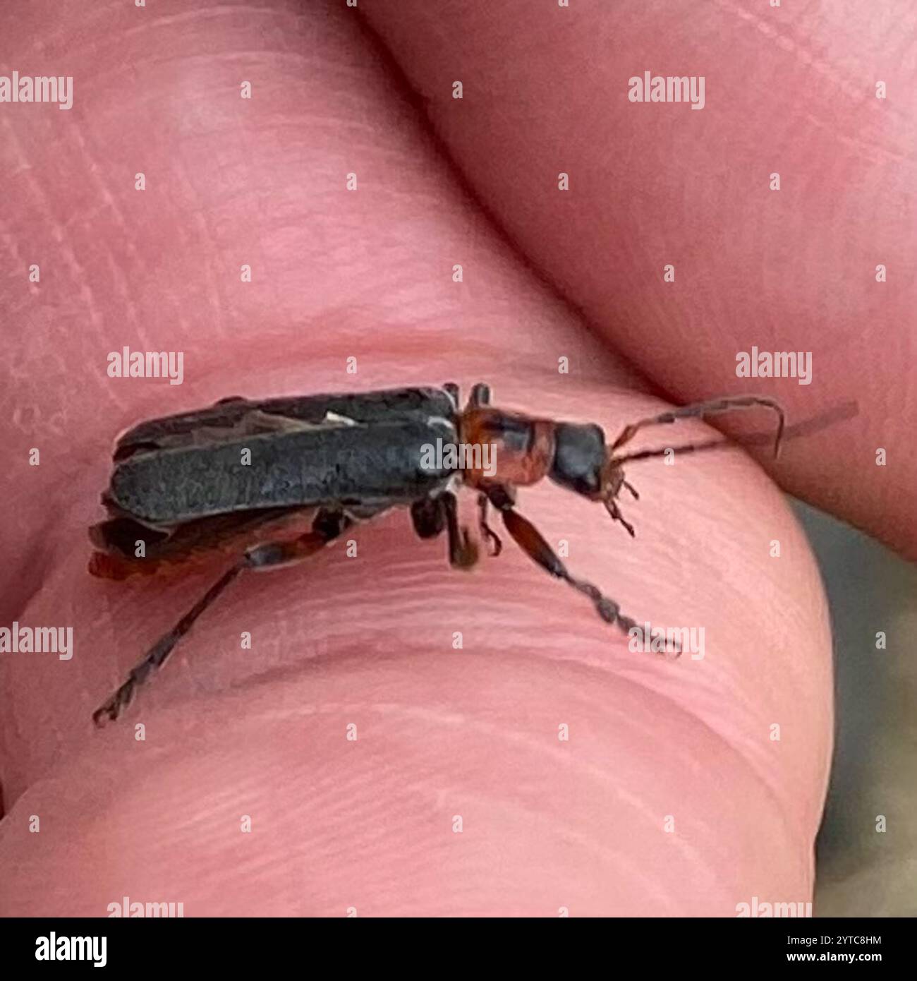 Rustic Sailor Beetle (Cantharis rustica Stock Photo - Alamy