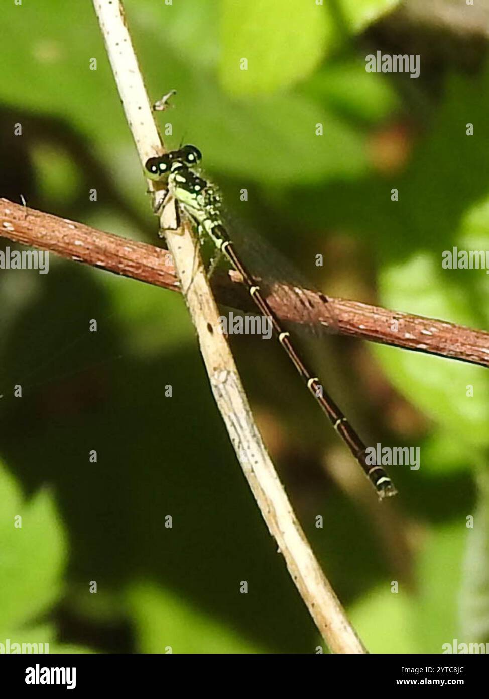 Fragile Forktail (Ischnura posita Stock Photo - Alamy