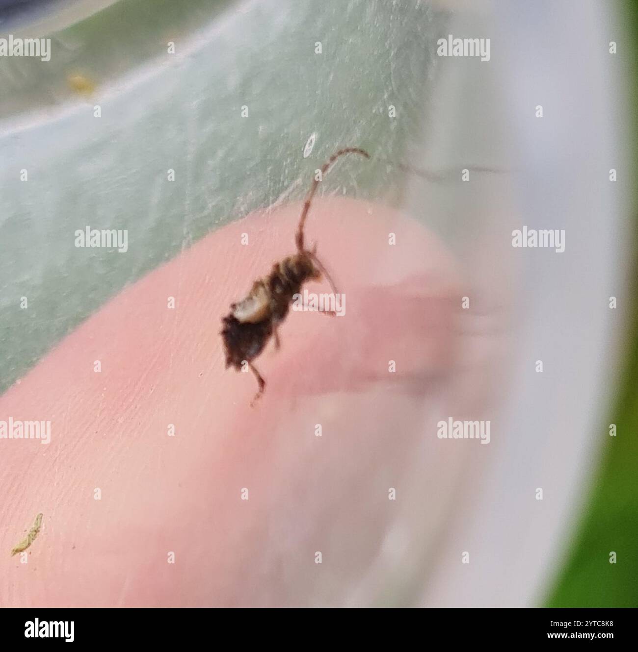 lesser thorn-tipped longhorn beetle (Pogonocherus hispidus Stock Photo ...