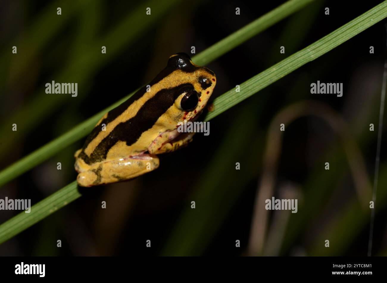 Painted Reed Frog (Hyperolius marmoratus Stock Photo - Alamy