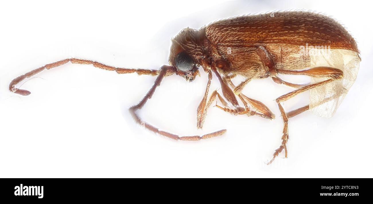 White-marked Spider-beetle (Ptinus fur Stock Photo - Alamy