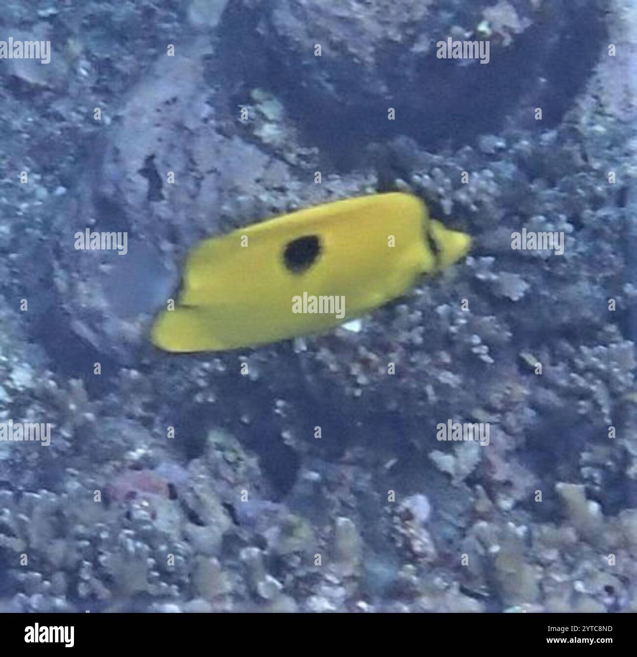 Indian Teardrop Butterflyfish (Chaetodon interruptus Stock Photo - Alamy