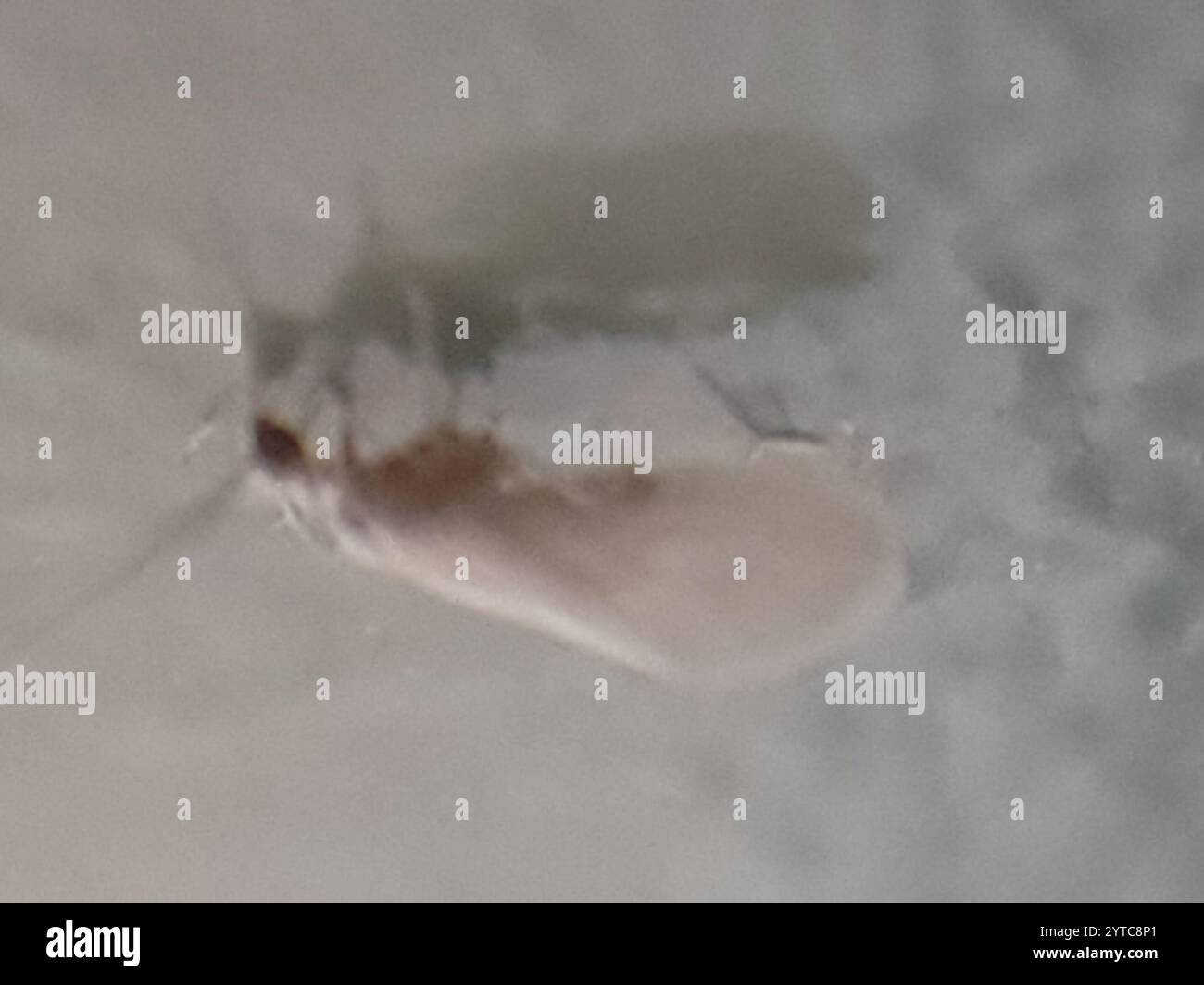 Dusty-winged Lacewings (Coniopterygidae Stock Photo - Alamy