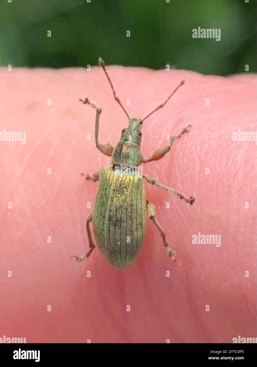 Nettle weevil (Phyllobius pomaceus Stock Photo - Alamy