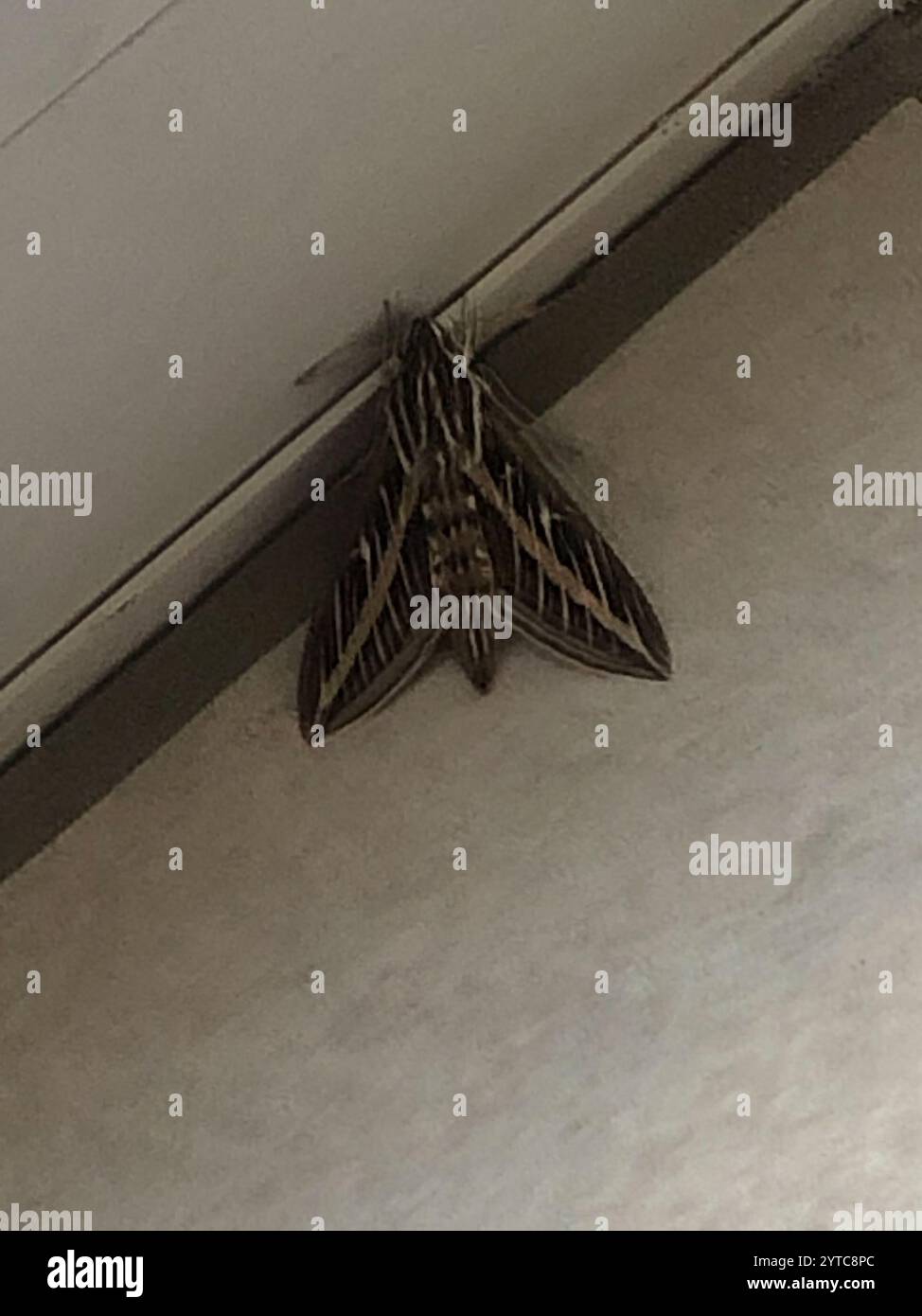 White-lined Sphinx (Hyles lineata Stock Photo - Alamy