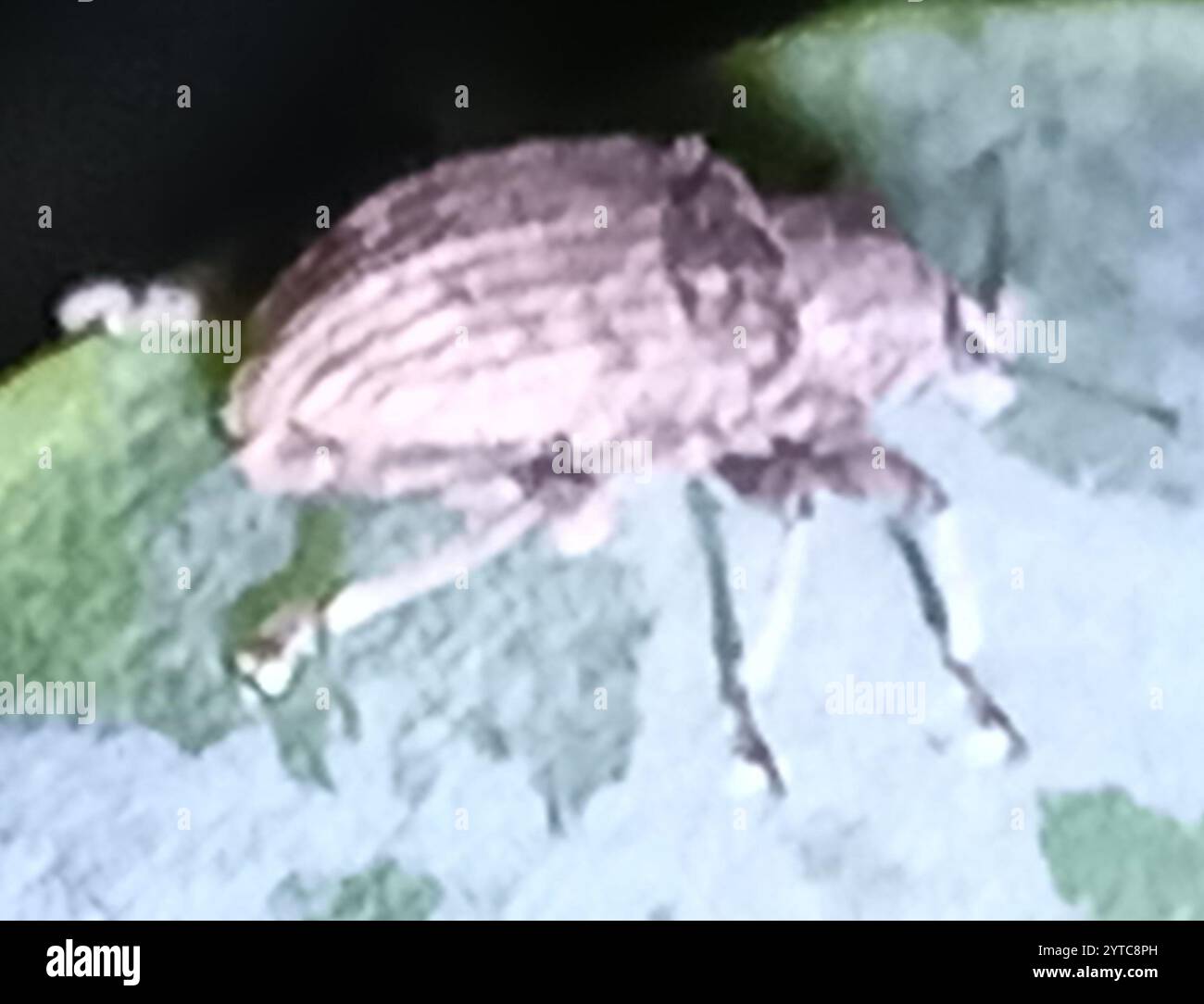 Broad-nosed Weevils (Entiminae Stock Photo - Alamy