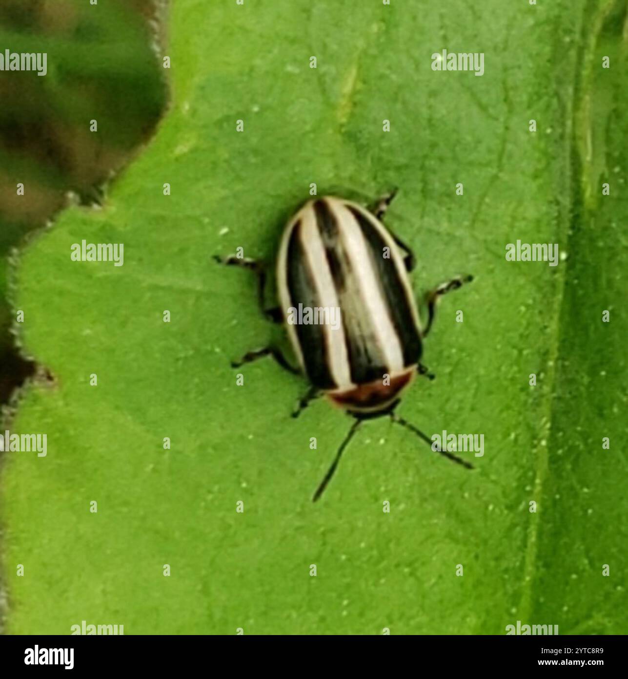 Coreopsis Beetle (Calligrapha californica Stock Photo - Alamy