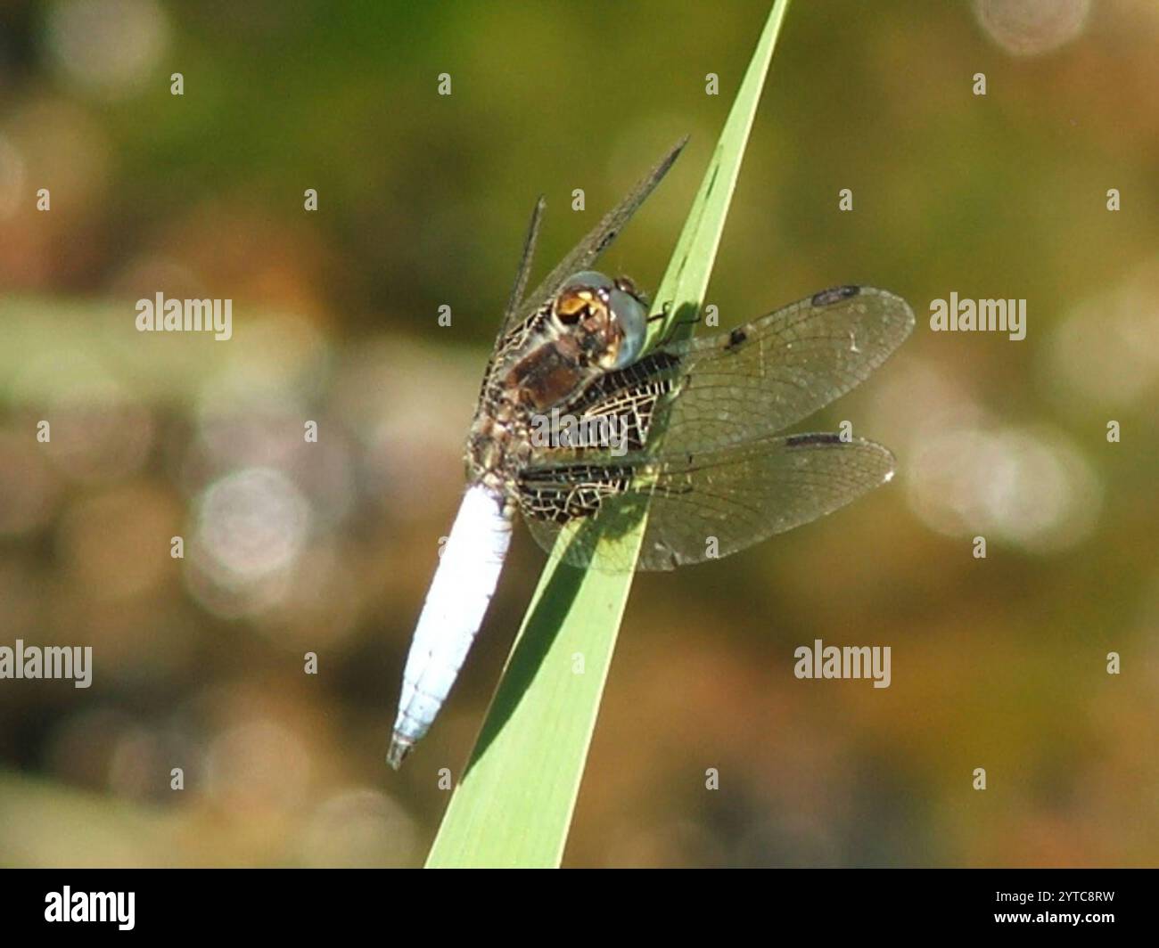 Yellow-veined Widow (Palpopleura jucunda Stock Photo - Alamy