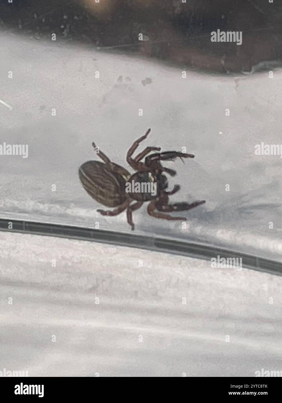 Four-lined Slender Jumping Spider (Marpissa lineata Stock Photo - Alamy