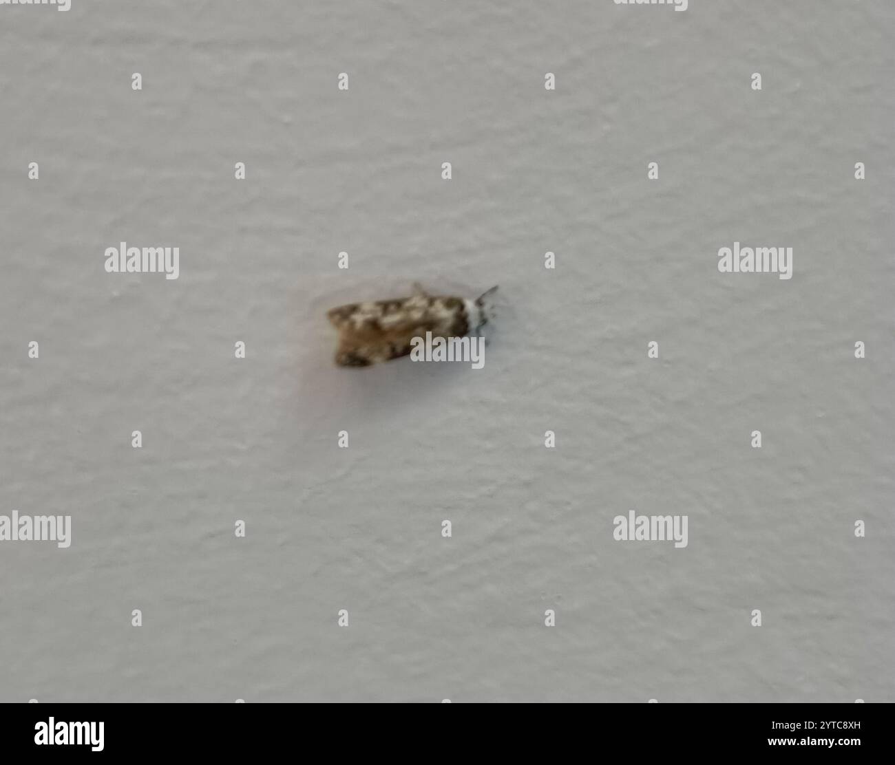 White-shouldered House Moth (Endrosis sarcitrella Stock Photo - Alamy