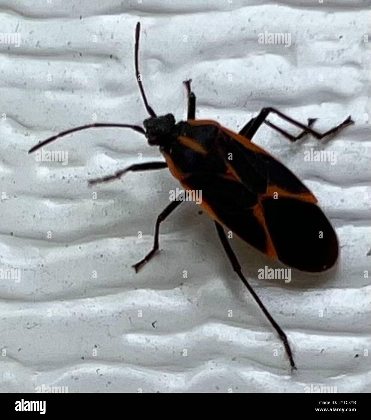 Eastern Boxelder Bug (Boisea trivittata Stock Photo - Alamy