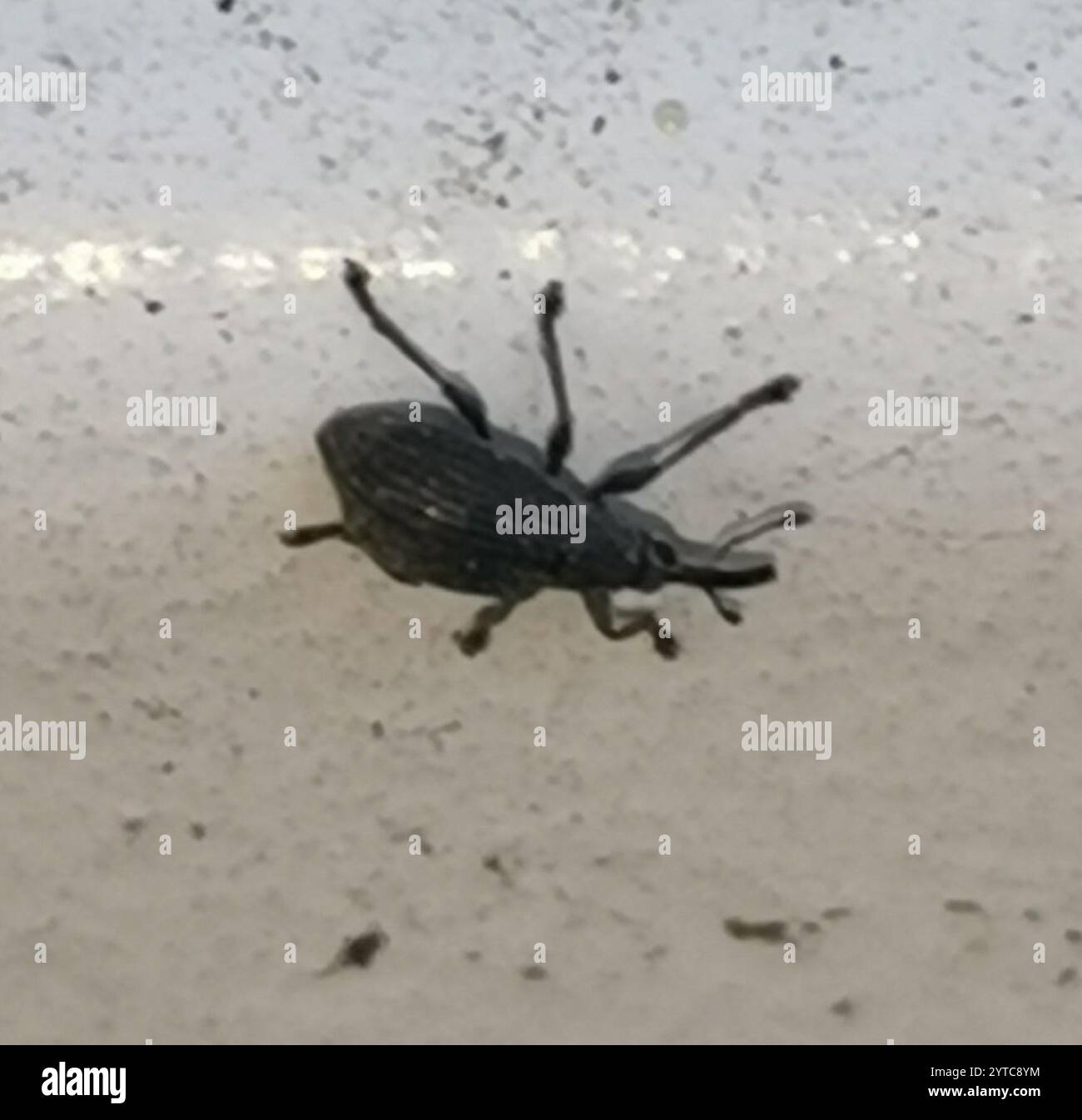 Birch Catkin Weevil (Betulapion simile Stock Photo - Alamy