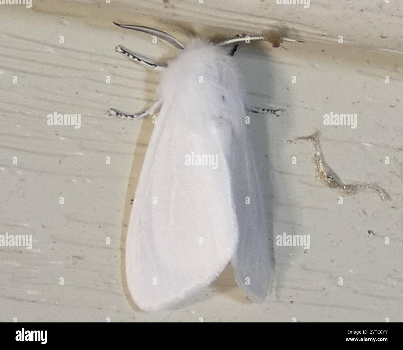 Fall Webworm Moth (Hyphantria cunea Stock Photo - Alamy