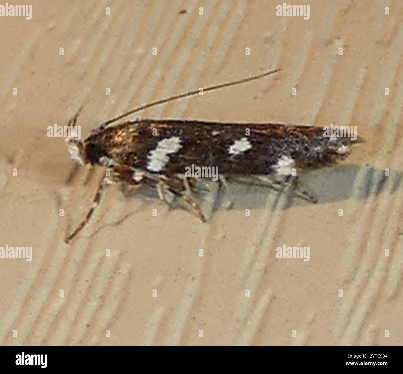 Six-spotted Aroga Moth (Aroga compositella Stock Photo - Alamy