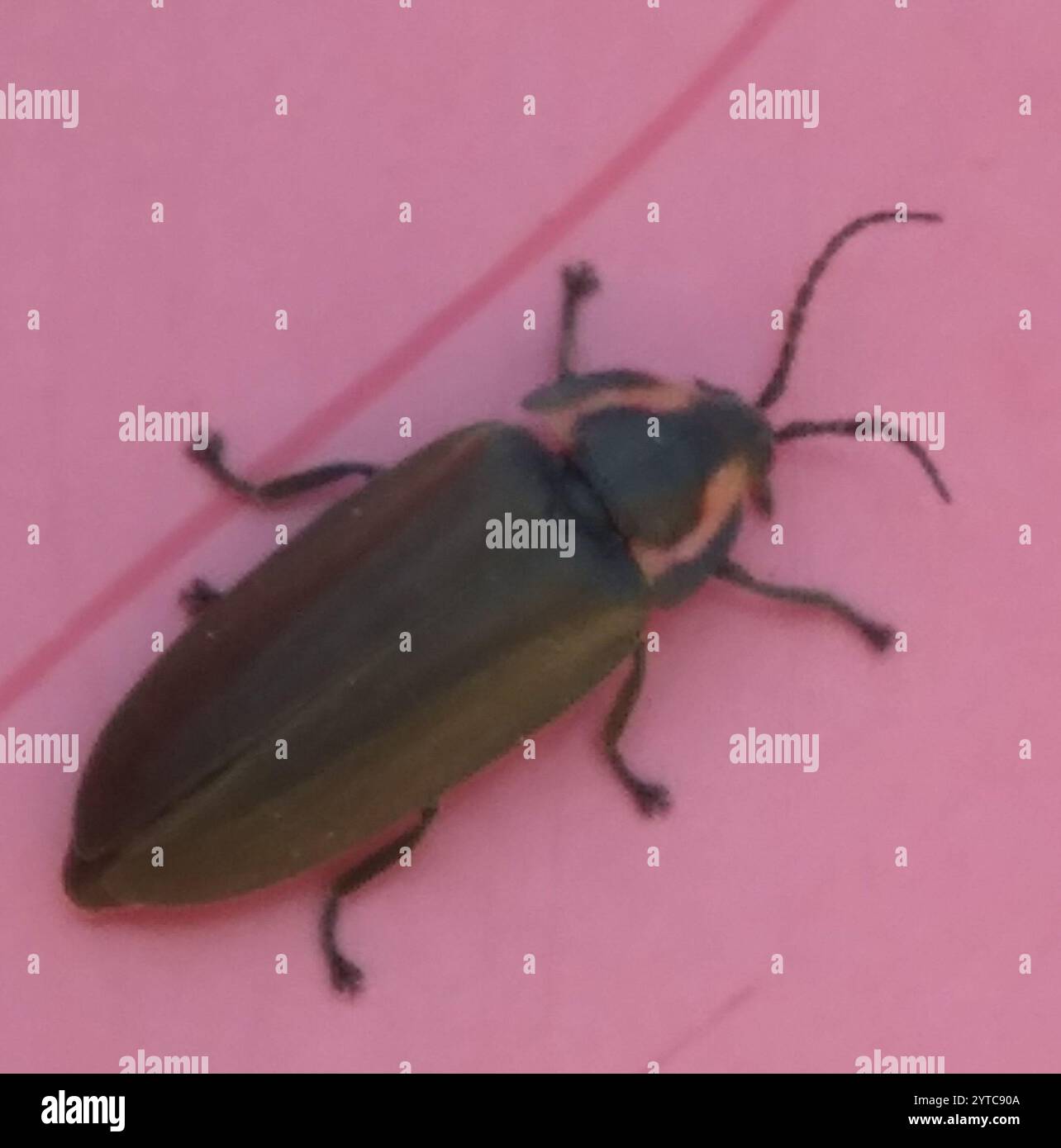 Winter Firefly (Ellychnia corrusca Stock Photo - Alamy