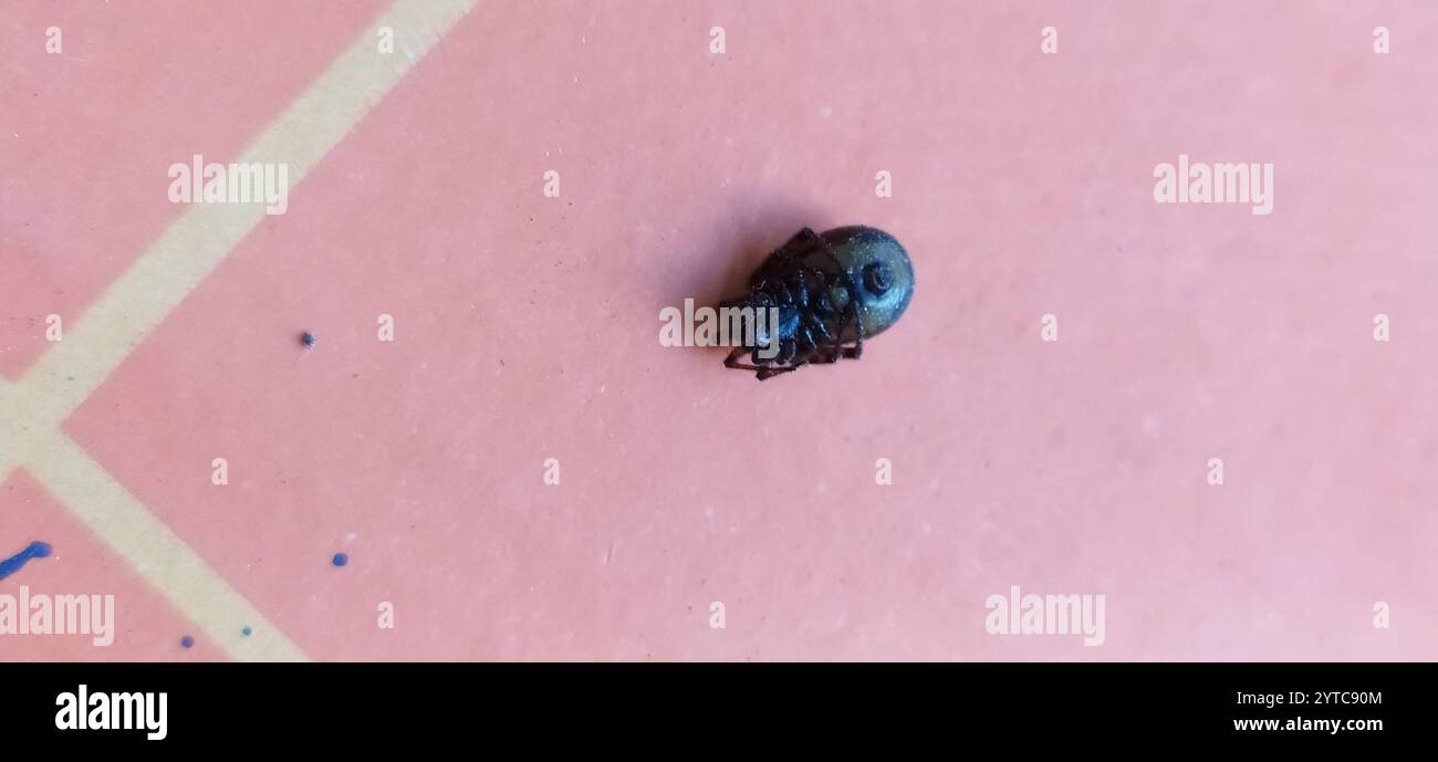 Rabbit Hutch Spider (Steatoda bipunctata Stock Photo - Alamy