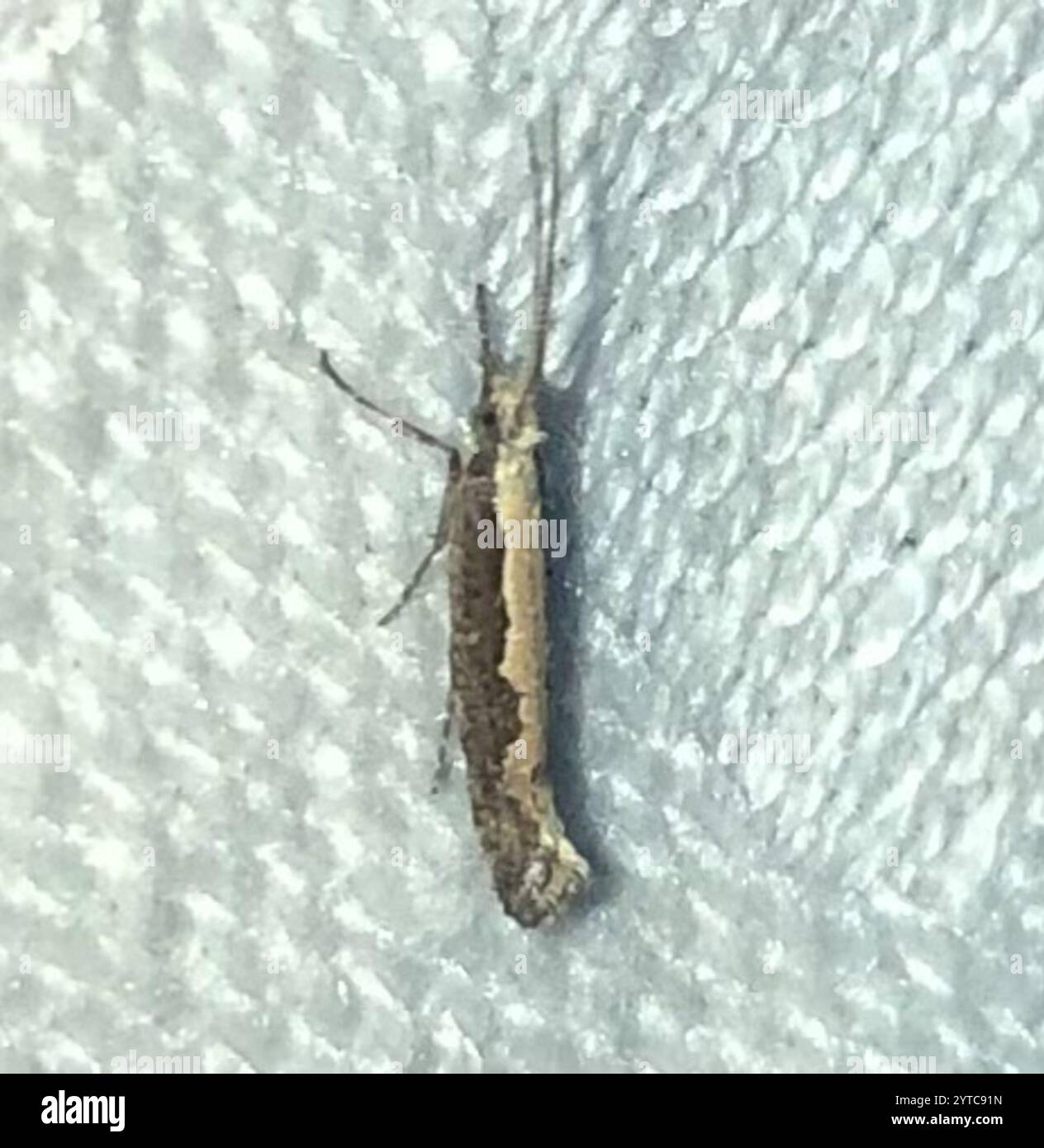 Diamondback Moth (Plutella xylostella Stock Photo - Alamy