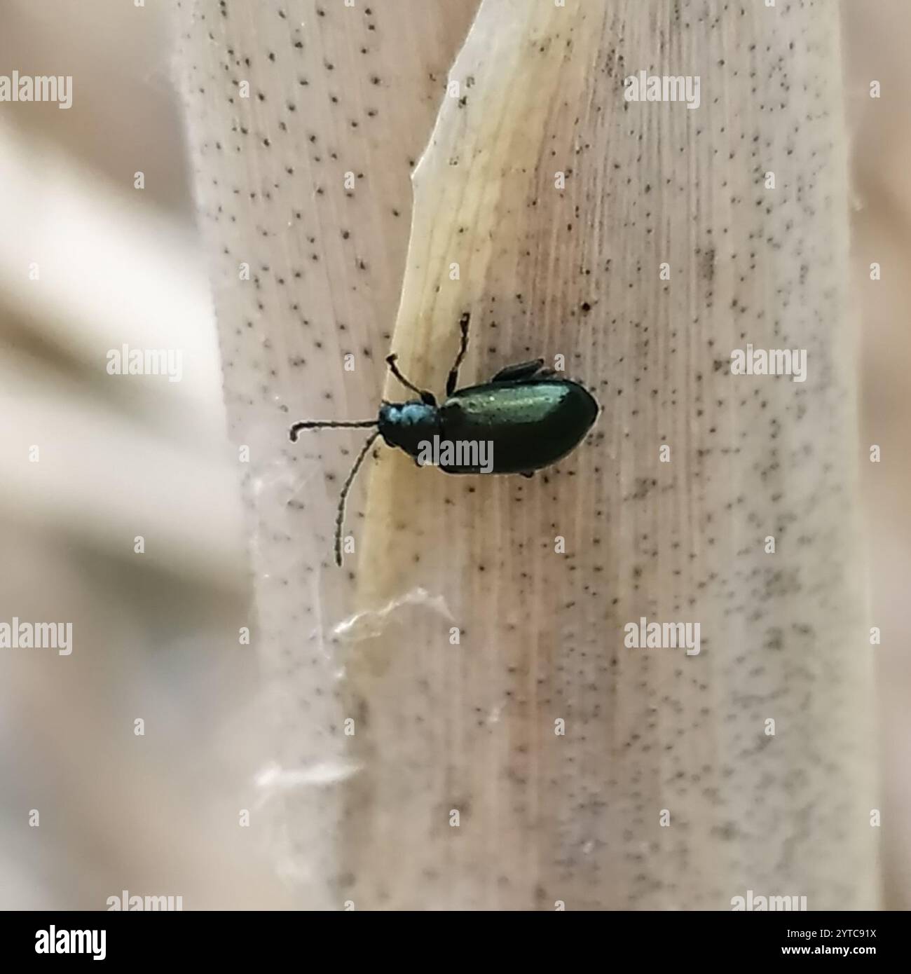 Flea Beetles (Alticini Stock Photo - Alamy