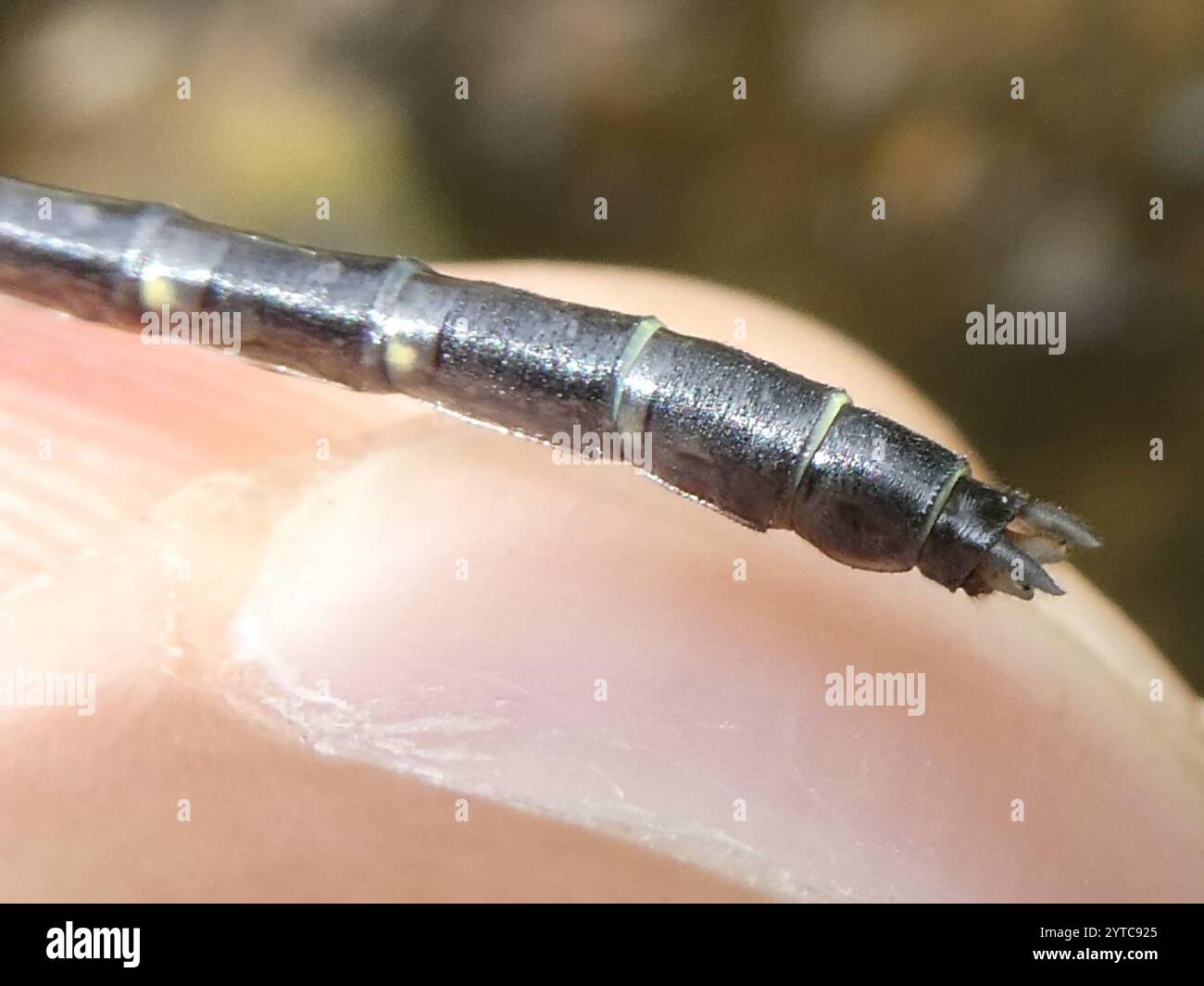 Northern Pygmy Clubtail (Lanthus parvulus Stock Photo - Alamy
