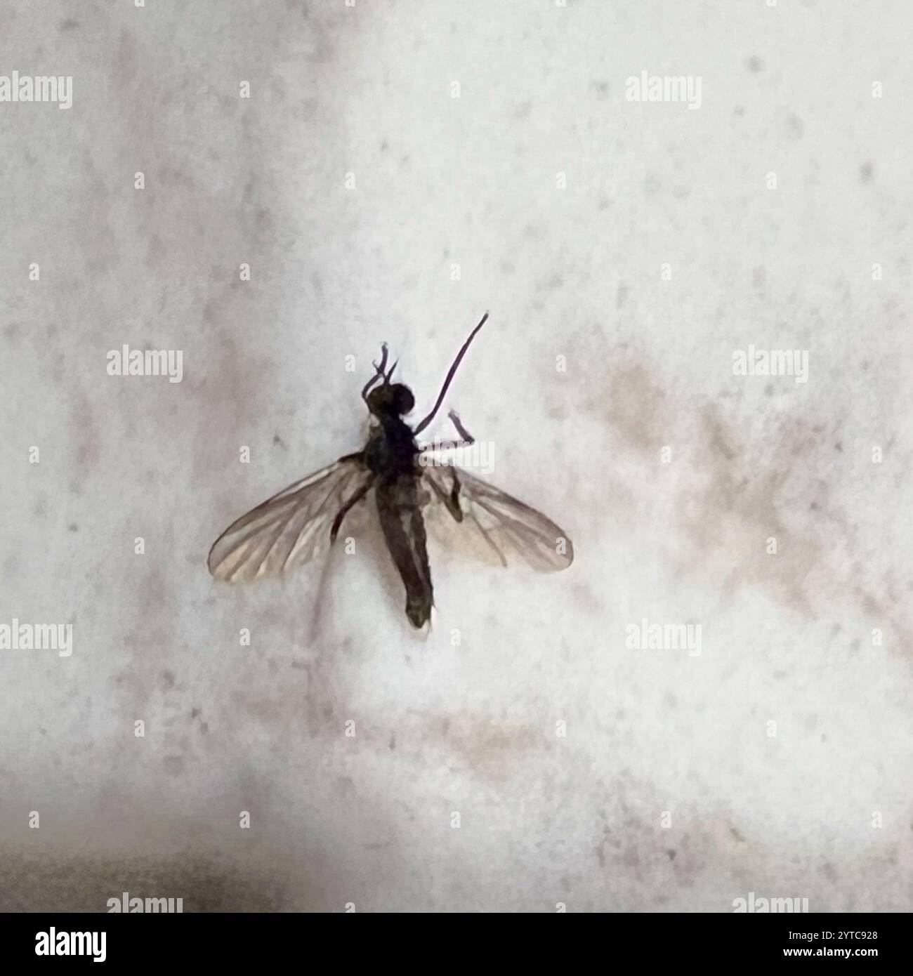 Dance Flies, Long-legged Flies, and Allies (Empidoidea Stock Photo - Alamy