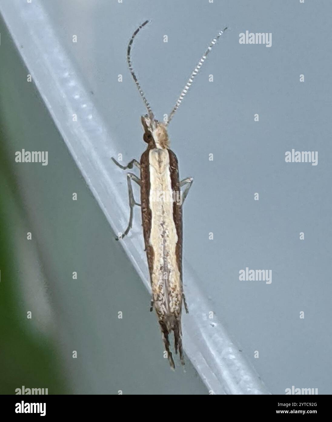 Diamondback Moth (Plutella xylostella Stock Photo - Alamy