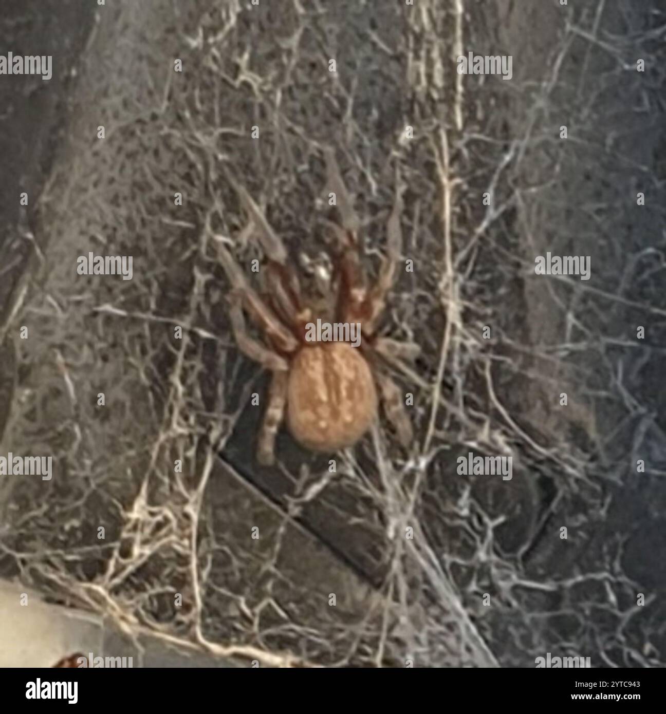 Grey House Spider (Badumna longinqua Stock Photo - Alamy