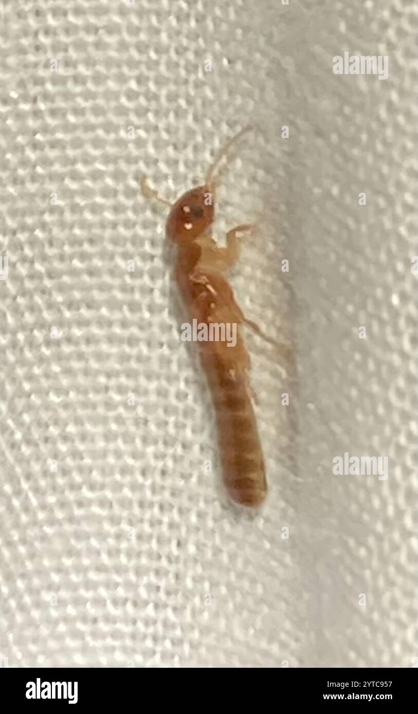 Drywood Termites (Kalotermitidae Stock Photo - Alamy