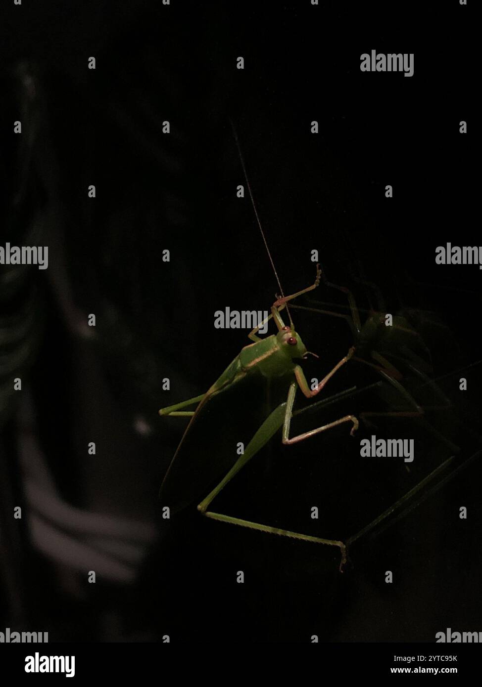 Australian Common Garden Katydid (Caedicia simplex Stock Photo - Alamy