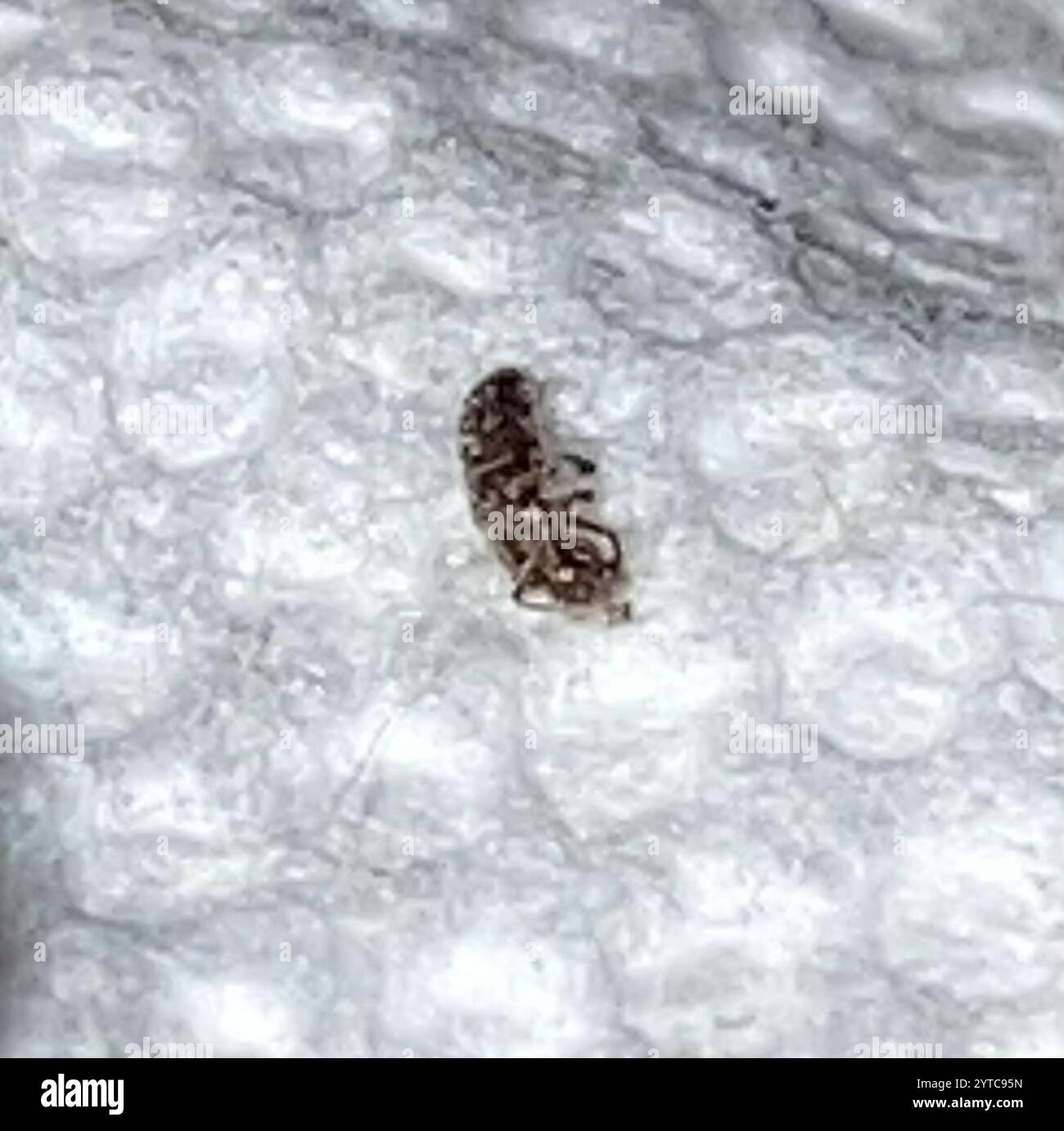 Deathwatch, Spider, and Wood-borer Beetles (Ptinidae Stock Photo - Alamy