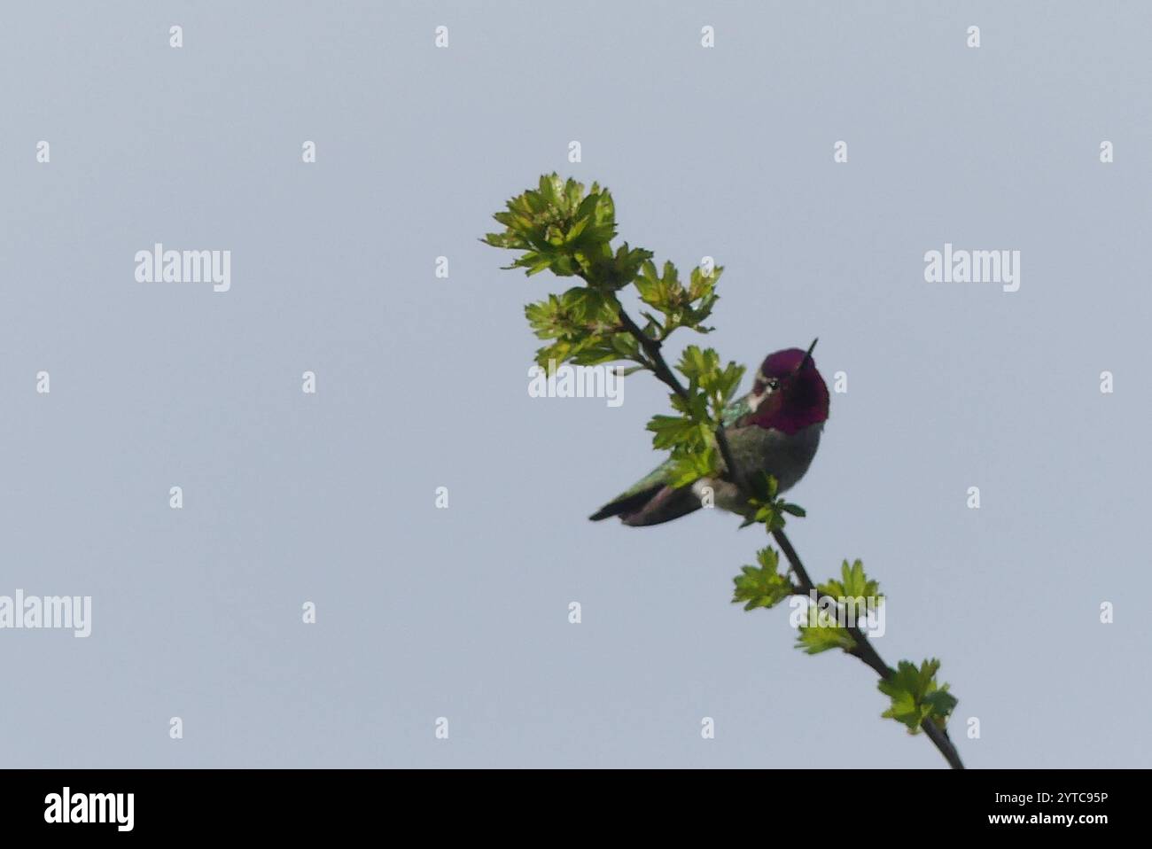 Anna's Hummingbird (Calypte anna Stock Photo - Alamy