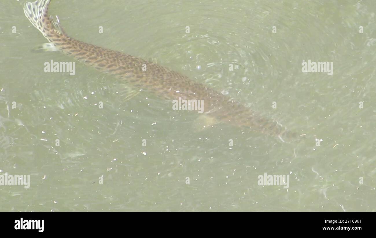 Florida Gar (Lepisosteus platyrhincus Stock Photo - Alamy