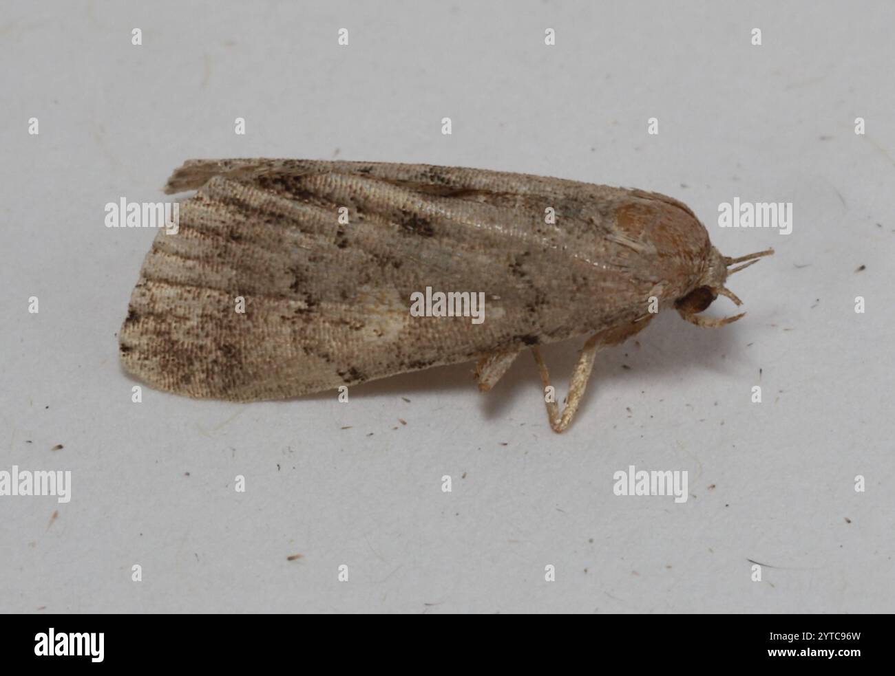 Fall Armyworm Moth (Spodoptera frugiperda Stock Photo - Alamy