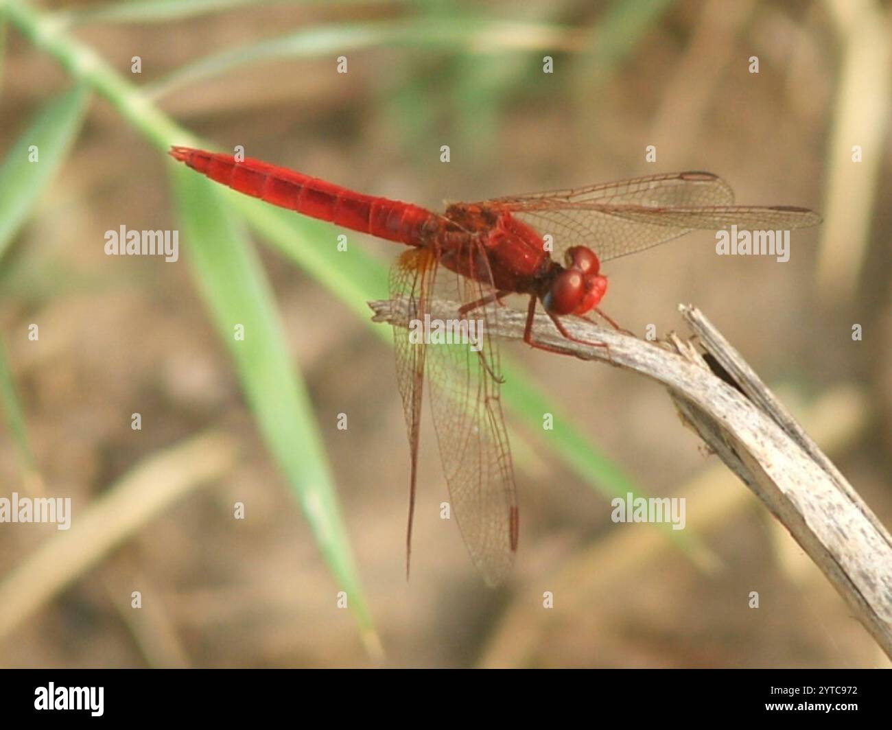 Broad Scarlet (Crocothemis erythraea Stock Photo - Alamy
