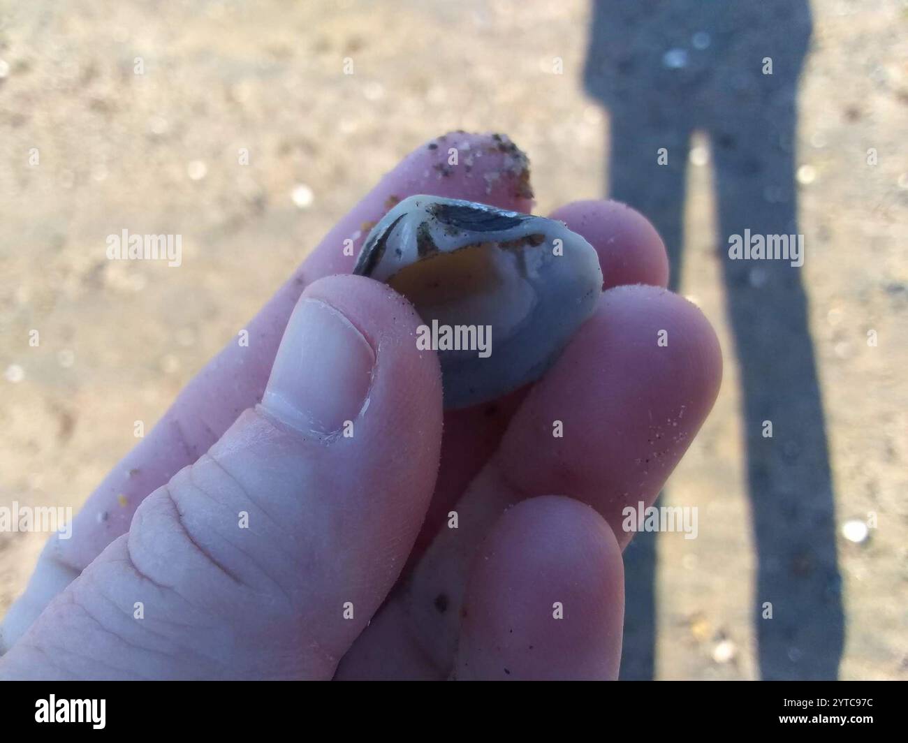 Wavy Astarte (Astarte undata Stock Photo - Alamy