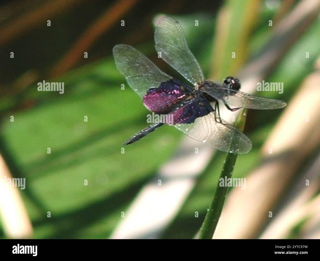 Phantom Flutterer (Rhyothemis semihyalina Stock Photo - Alamy