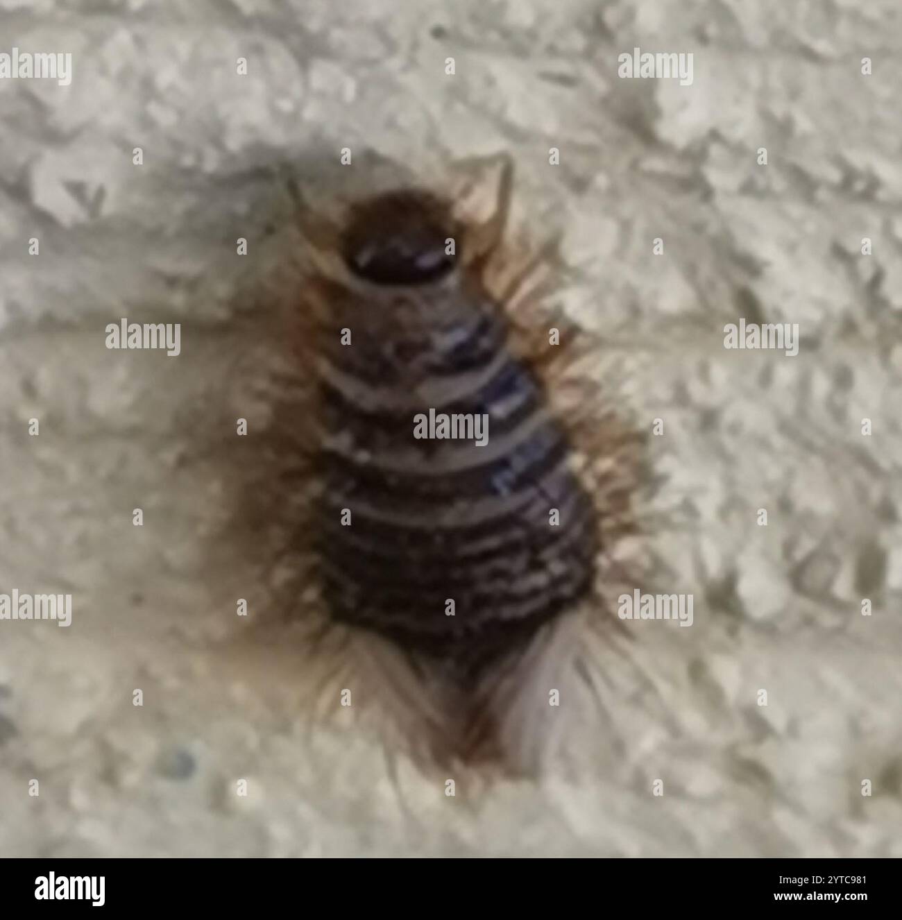 Museum Beetle (Anthrenus museorum Stock Photo - Alamy