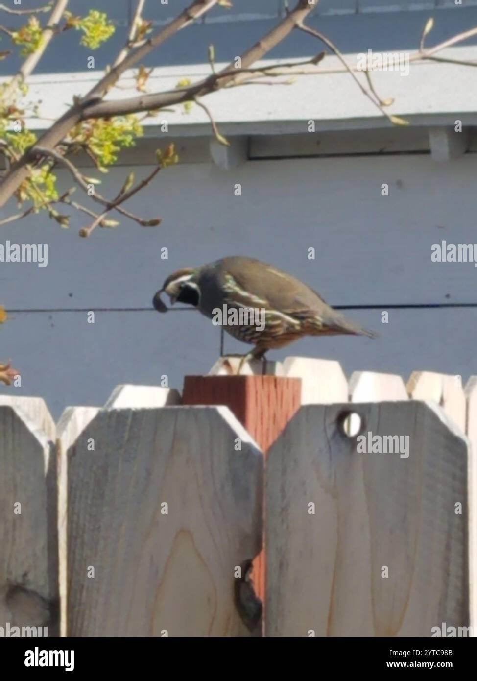 California Quail (Callipepla californica Stock Photo - Alamy