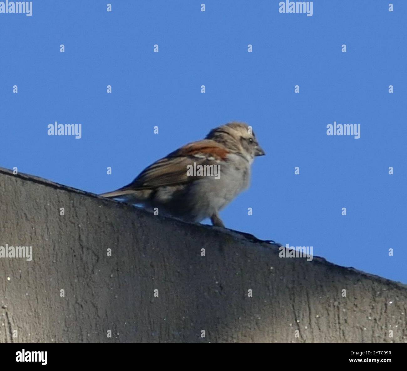 Cape Sparrow (Passer melanurus Stock Photo - Alamy