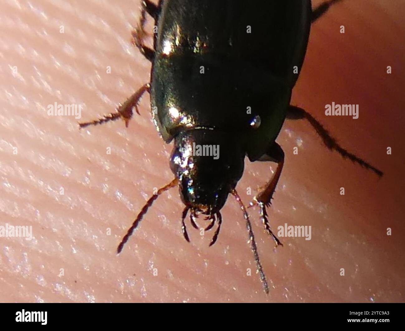 Sun Beetles (Amara Stock Photo - Alamy