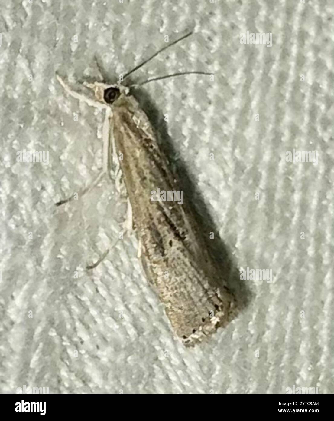 Bluegrass Webworm Moth (Parapediasia teterrellus Stock Photo - Alamy