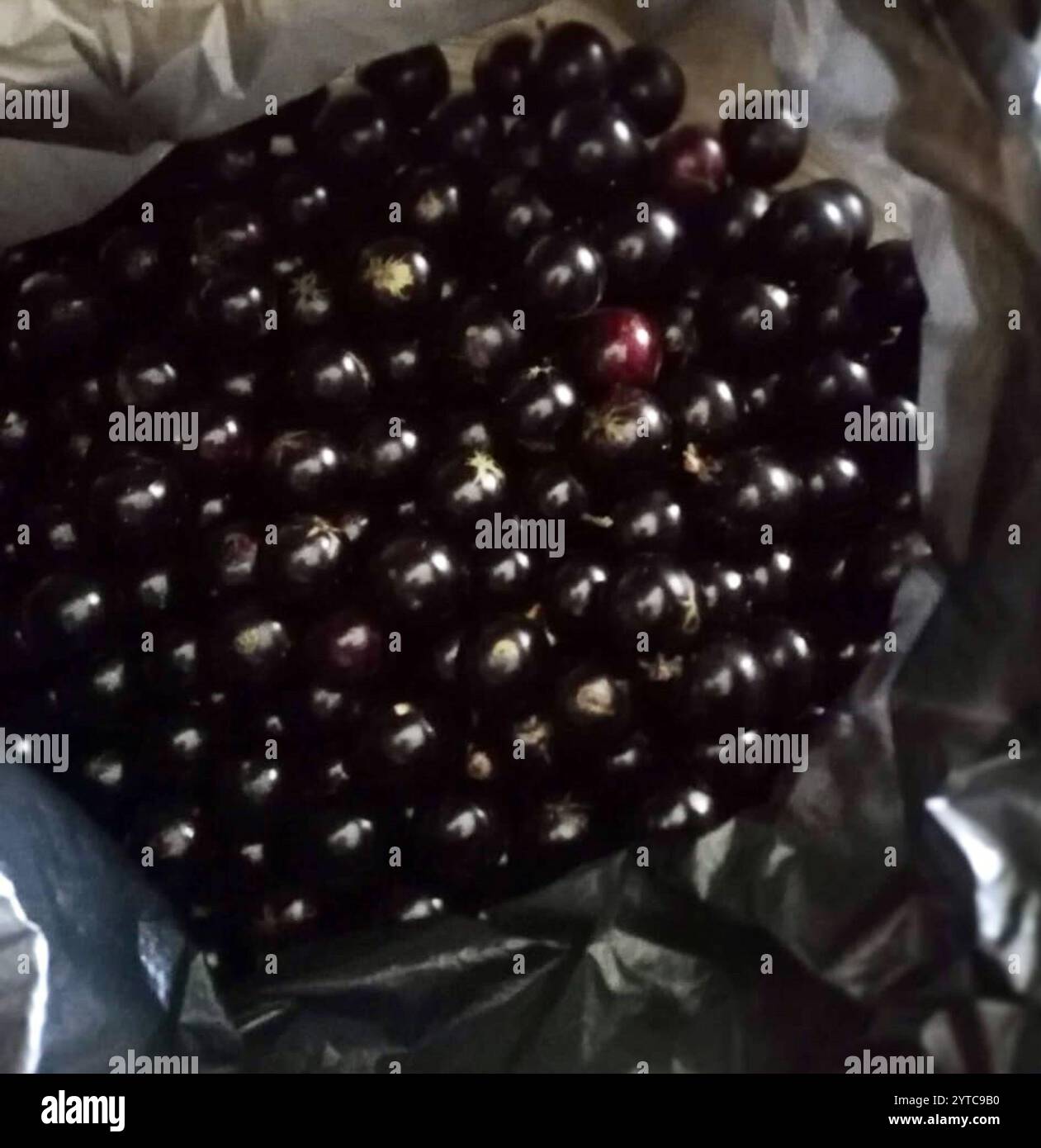 Jaboticaba (Plinia cauliflora Stock Photo - Alamy