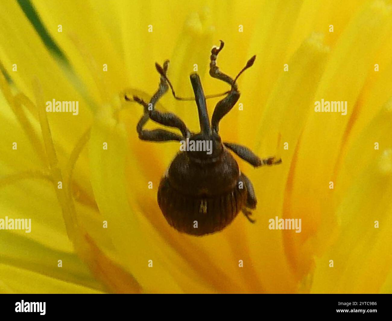 Punctiger hi-res stock photography and images - Alamy